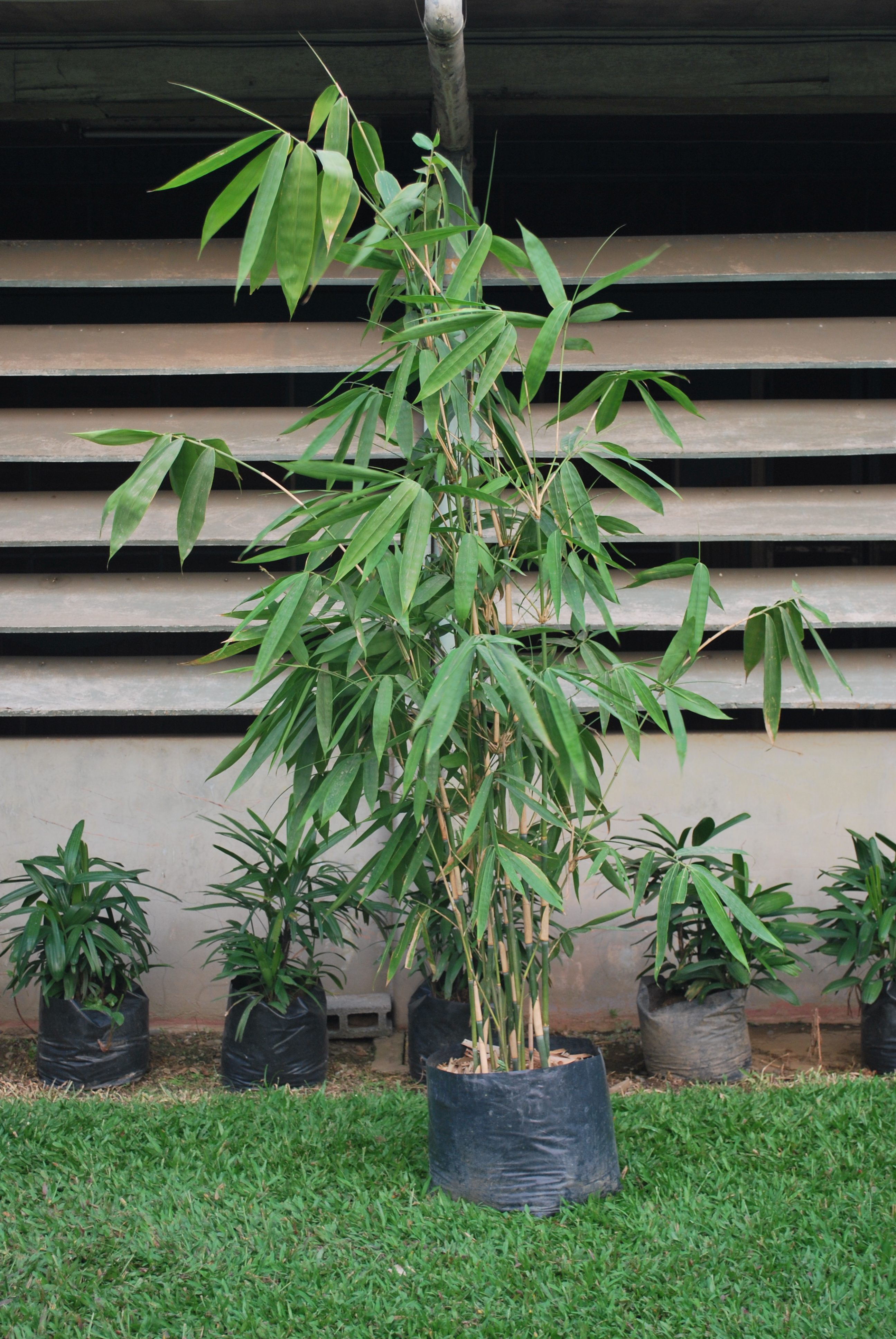 Green Buho | Cainta Plant Nursery