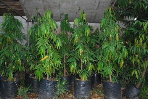 indian tree 5 | Cainta Plant Nursery