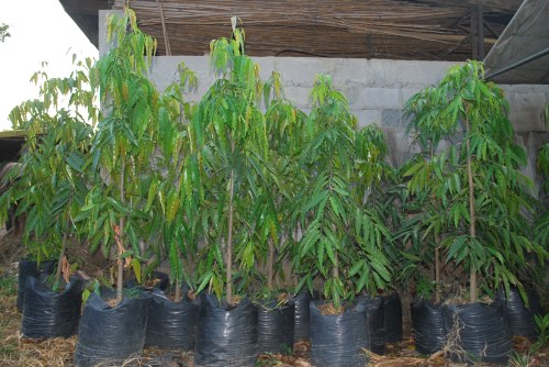 indian tree 3 | Cainta Plant Nursery