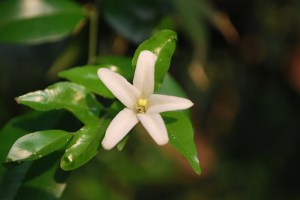 Kamuning | Cainta Plant Nursery