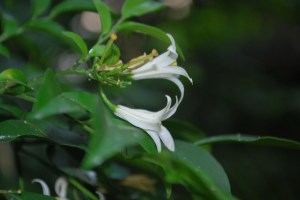 Kamuning | Cainta Plant Nursery