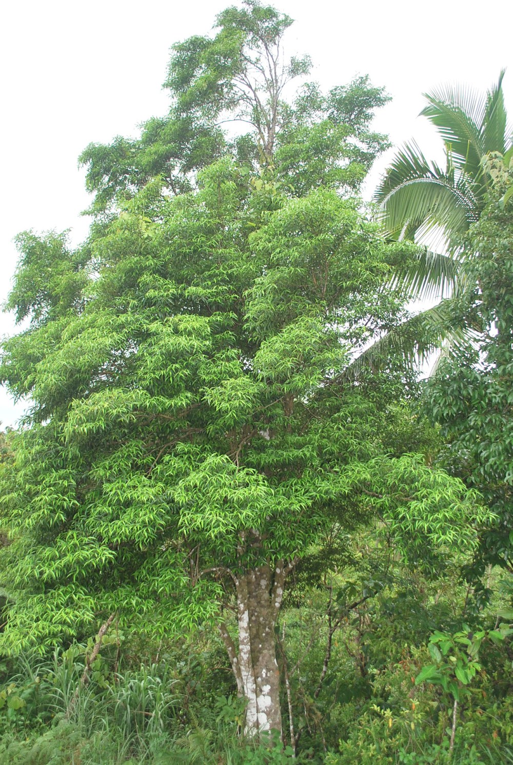 lanite tree 1 | Cainta Plant Nursery