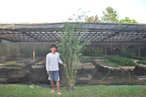 Mini Bamboo | Cainta Plant Nursery