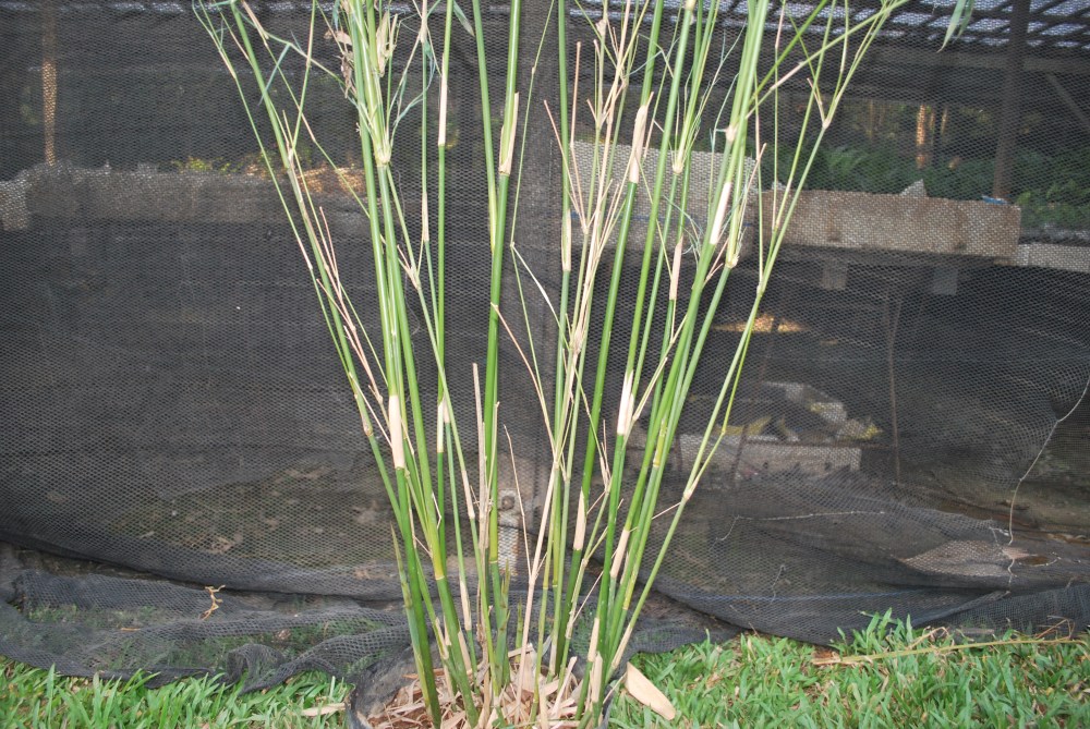 mini bamboo 3 | Cainta Plant Nursery