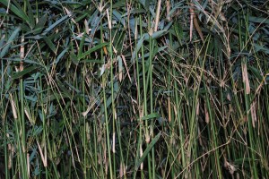 Mini Bamboo | Cainta Plant Nursery