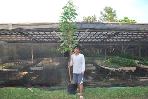 neem tree 2 | Cainta Plant Nursery