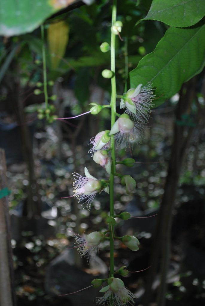 potat flowers 6 | Cainta Plant Nursery