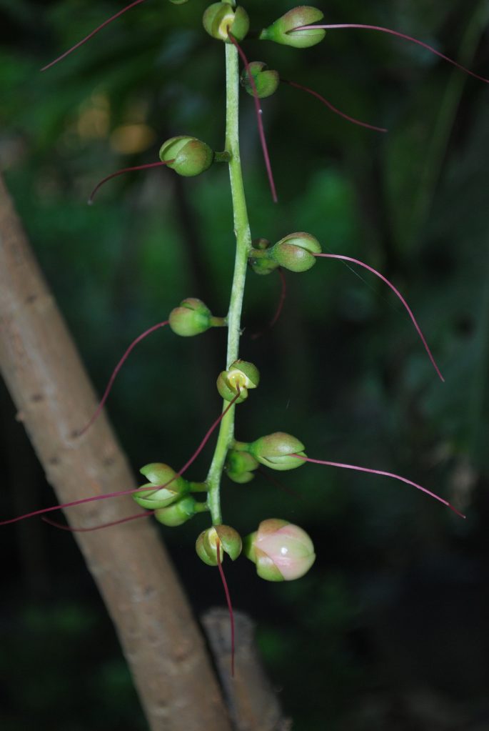 potat flowers 1 | Cainta Plant Nursery