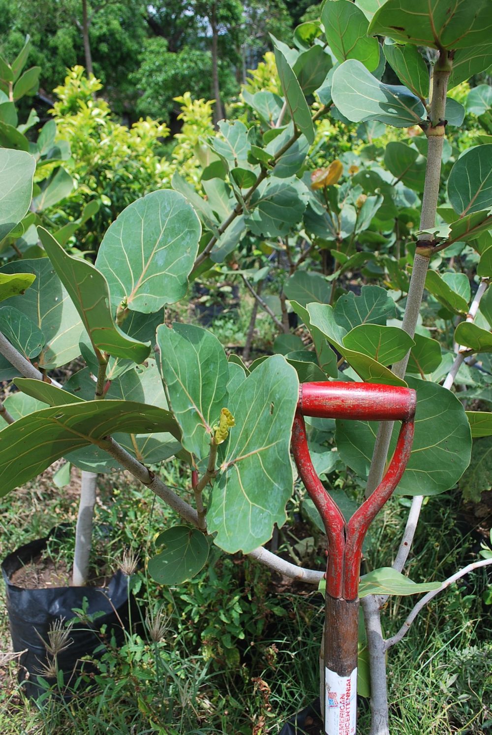 seagrapes 5 | Cainta Plant Nursery