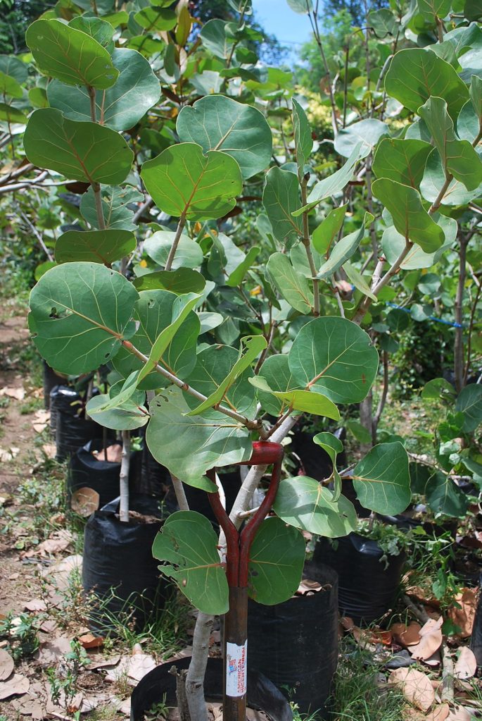 seagrapes 4 | Cainta Plant Nursery