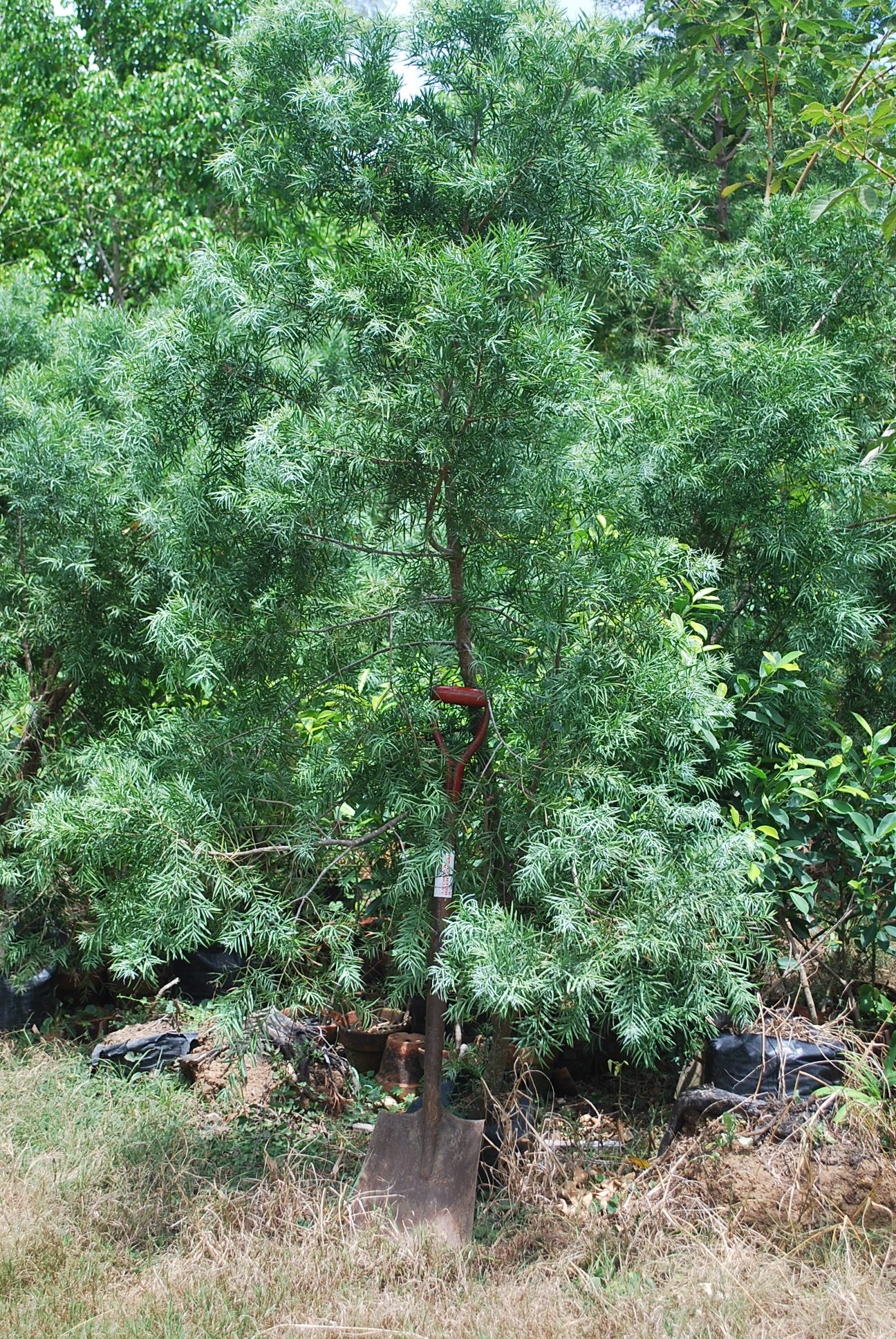 Taxus | Cainta Plant Nursery