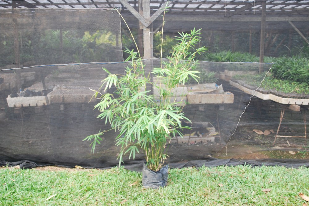 thailand bamboo 1 | Cainta Plant Nursery