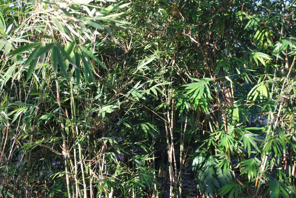 thailand bamboo 9 | Cainta Plant Nursery