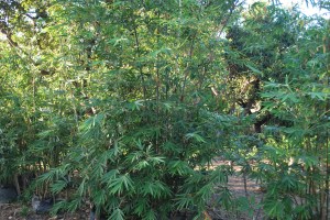 thailand bamboo 8 | Cainta Plant Nursery