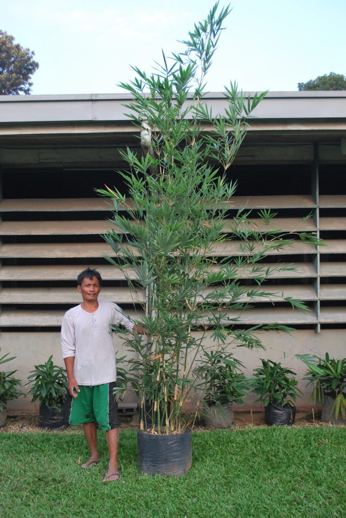 thailand bamboo 5 | Cainta Plant Nursery