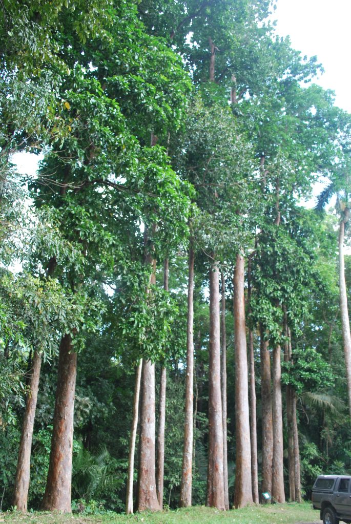 toog 7 | Cainta Plant Nursery