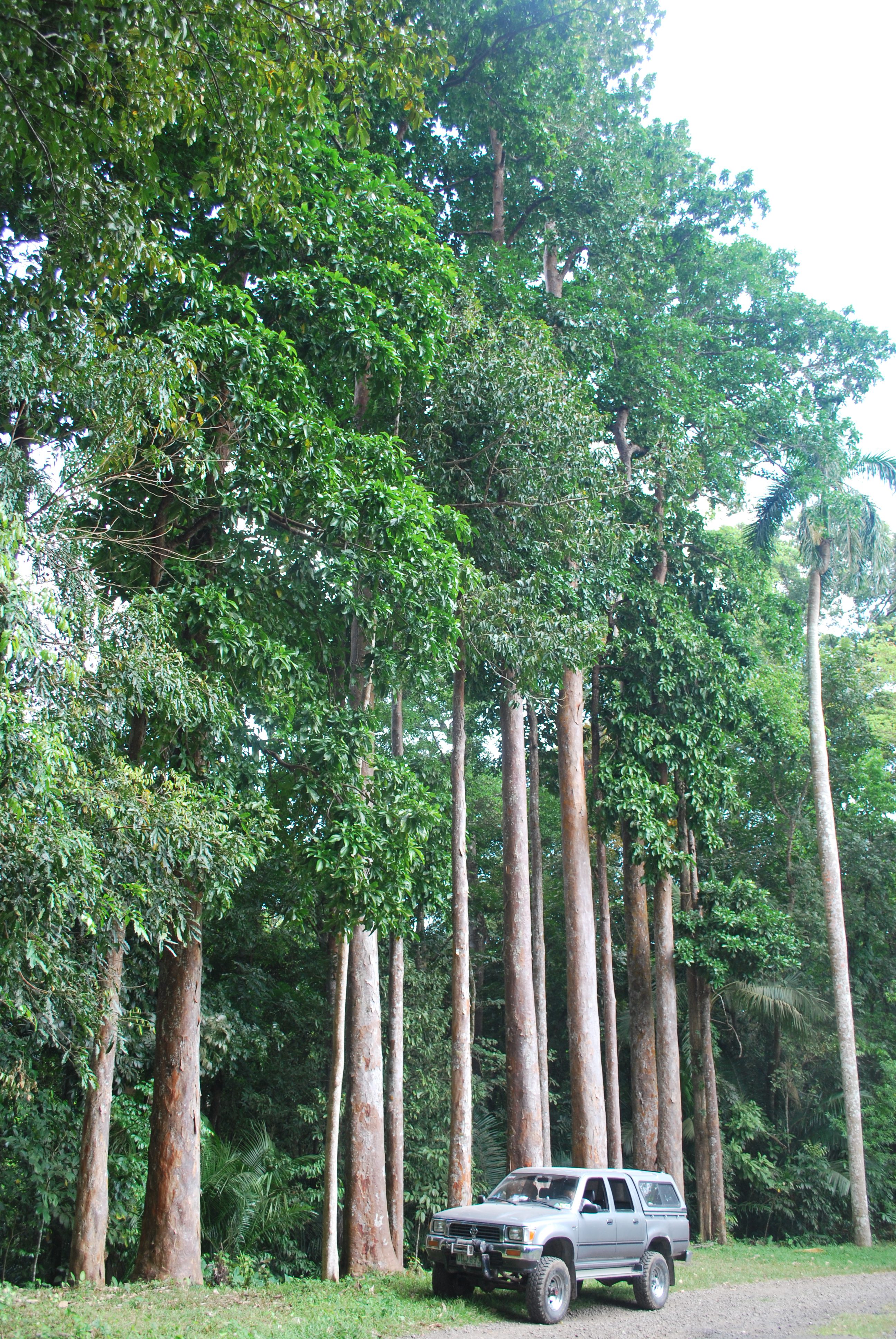 toog 6 | Cainta Plant Nursery