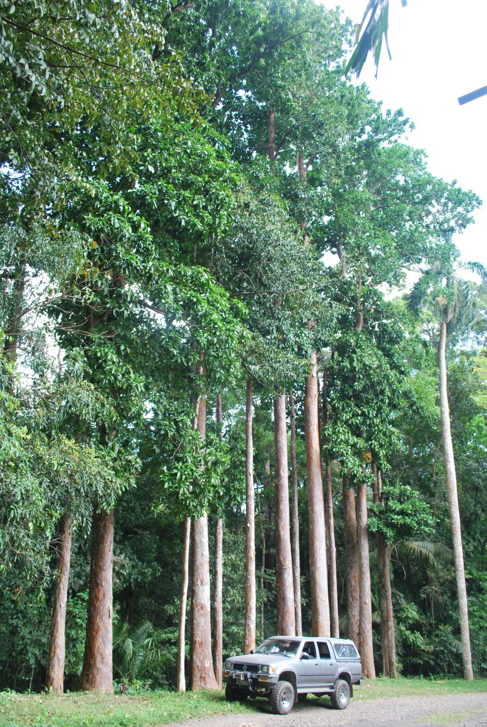toog 5 | Cainta Plant Nursery