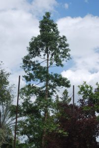 Philippine Indigenous Plants | Cainta Plant Nursery