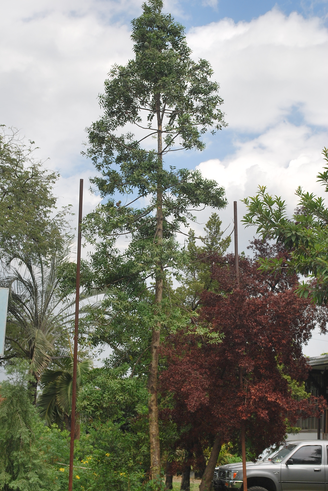 Soon to be Available… | Cainta Plant Nursery