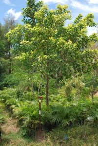 golden ficus 1 | Cainta Plant Nursery
