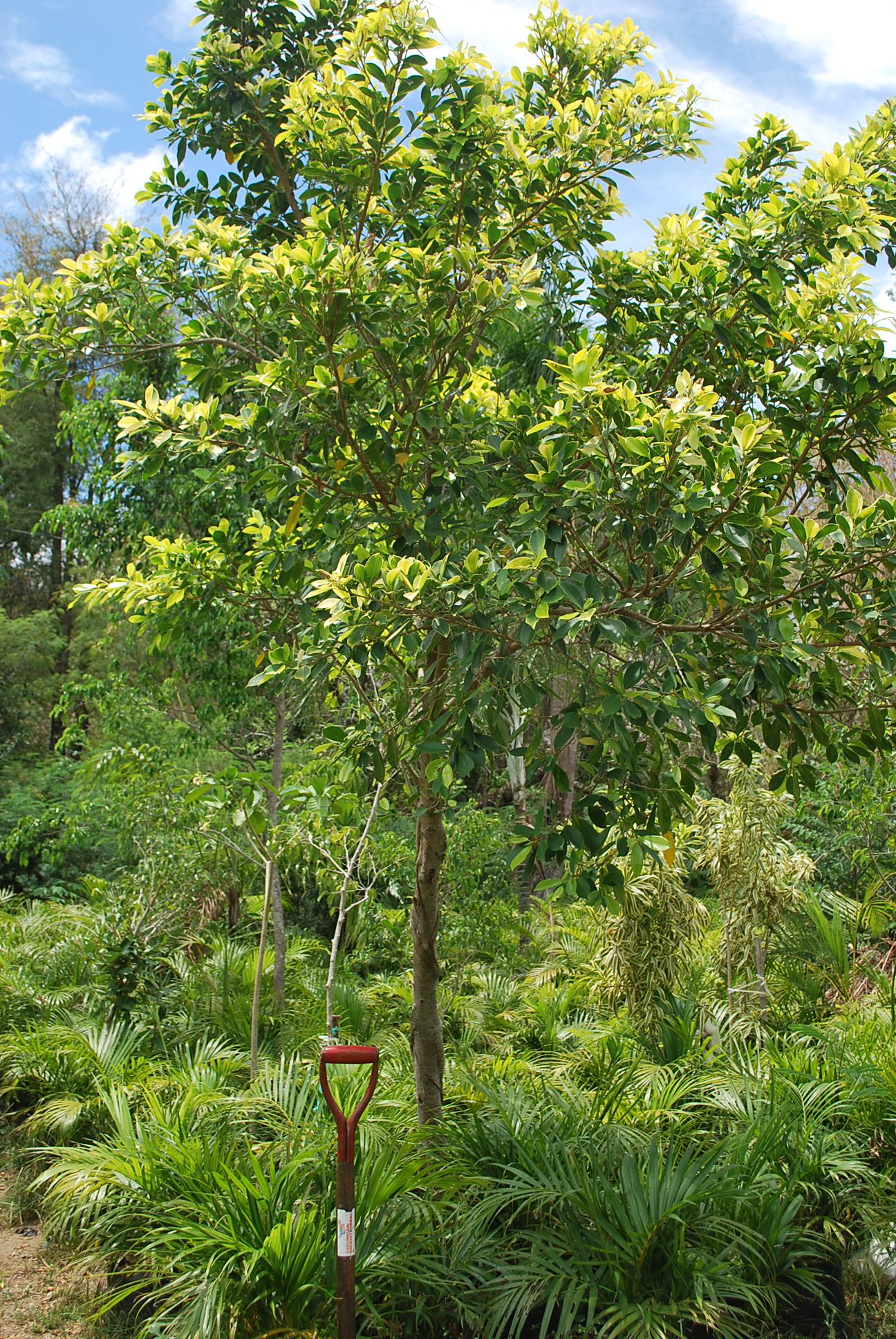 golden ficus 2 | Cainta Plant Nursery