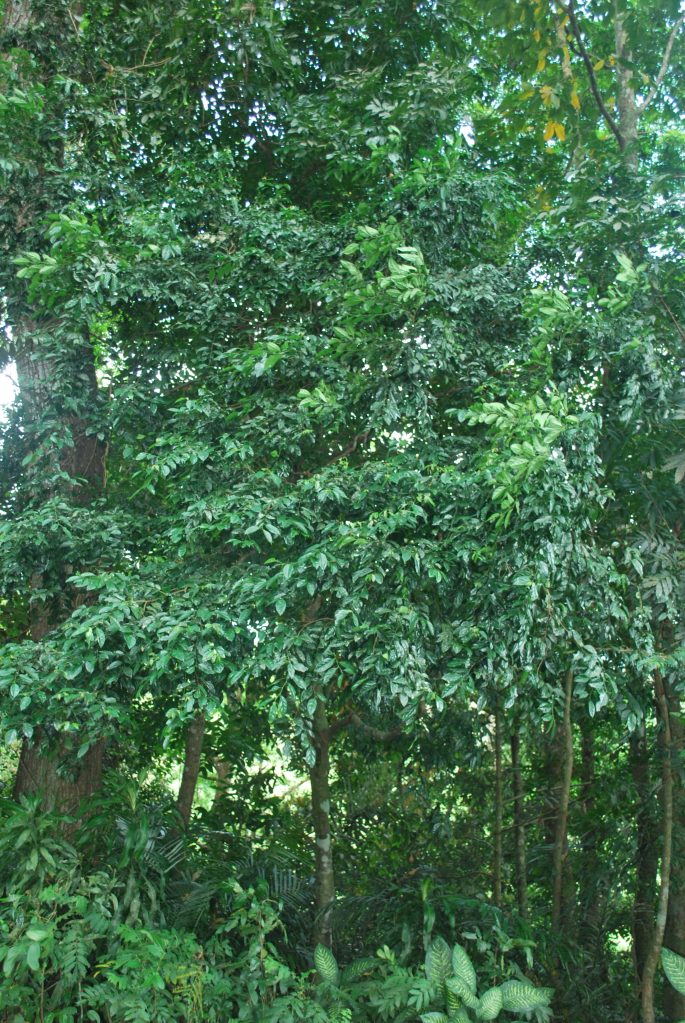 tamayuan tree | Cainta Plant Nursery