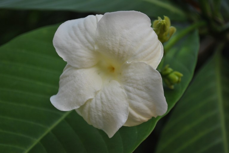 Bayag-usa (Voacanga globosa) | Cainta Plant Nursery