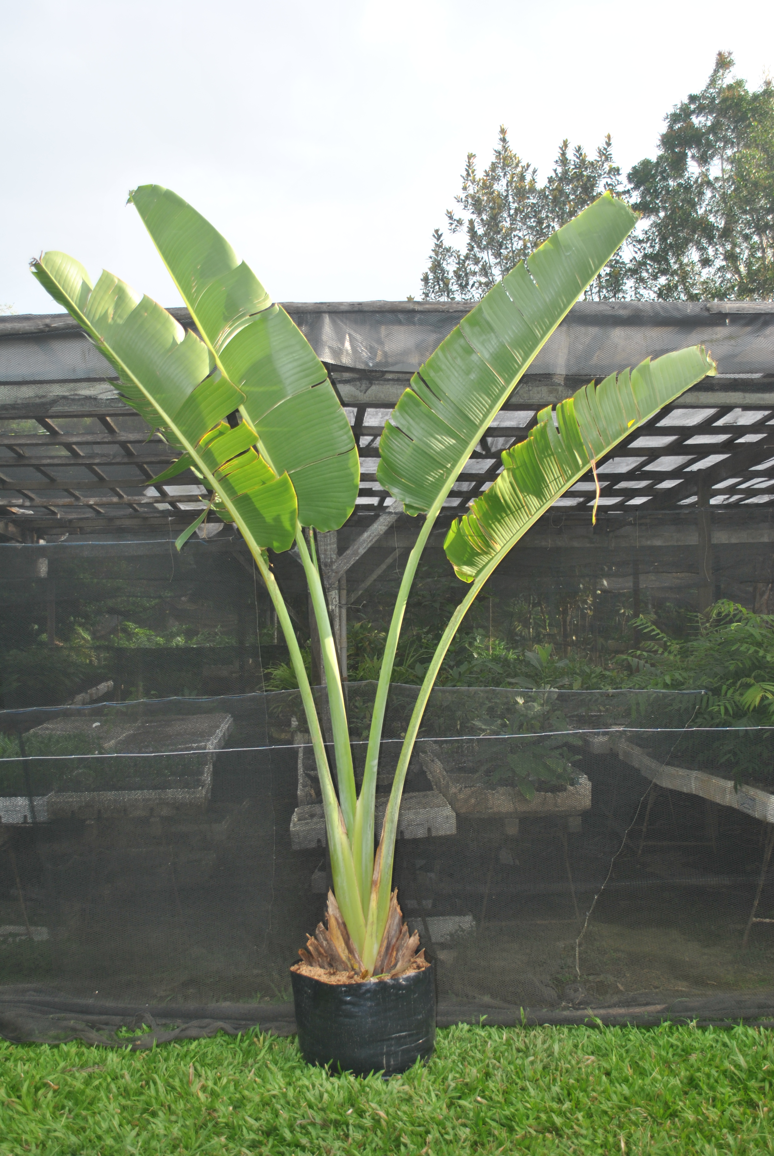 Traveller’s tree | Cainta Plant Nursery