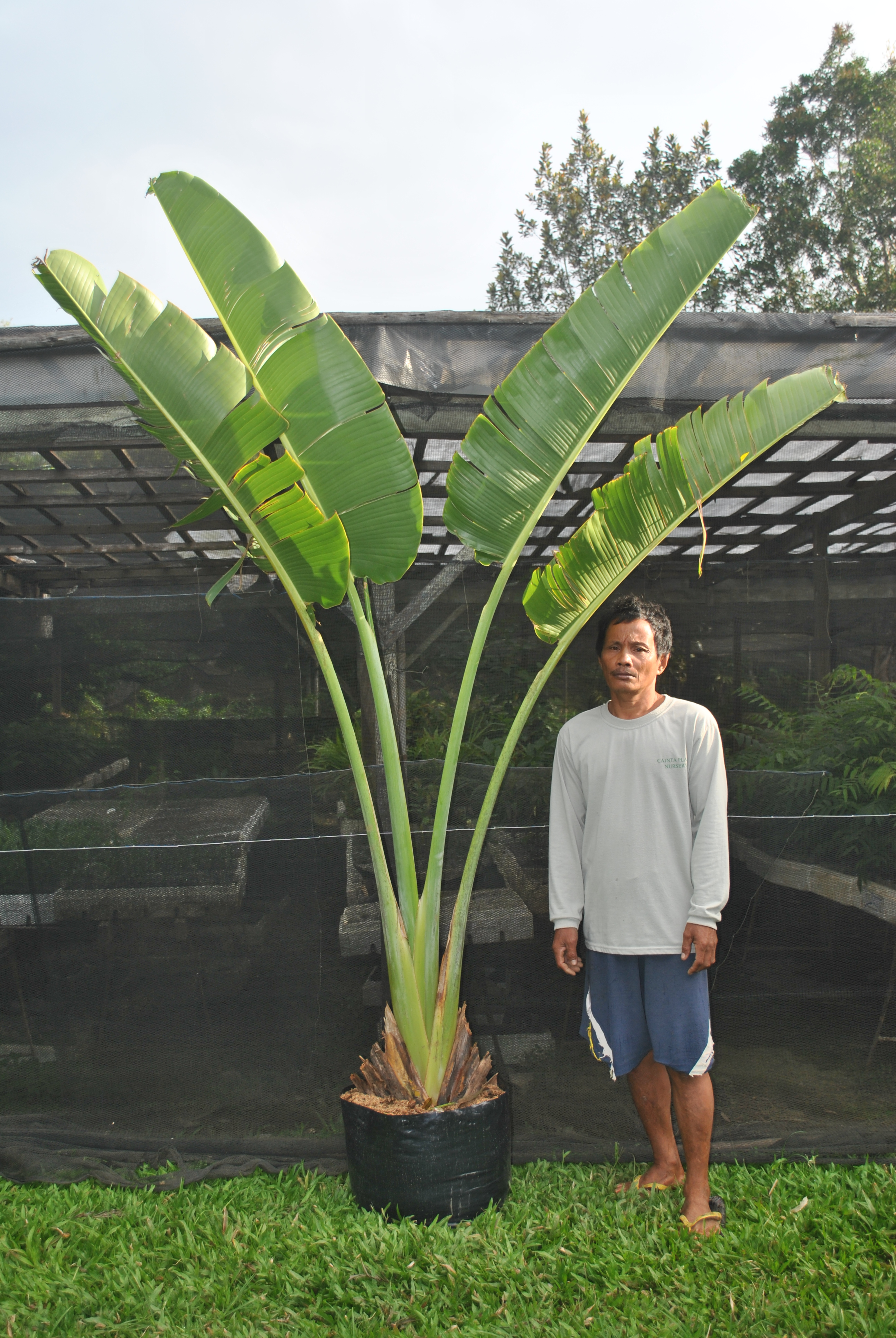 Traveller’s tree | Cainta Plant Nursery