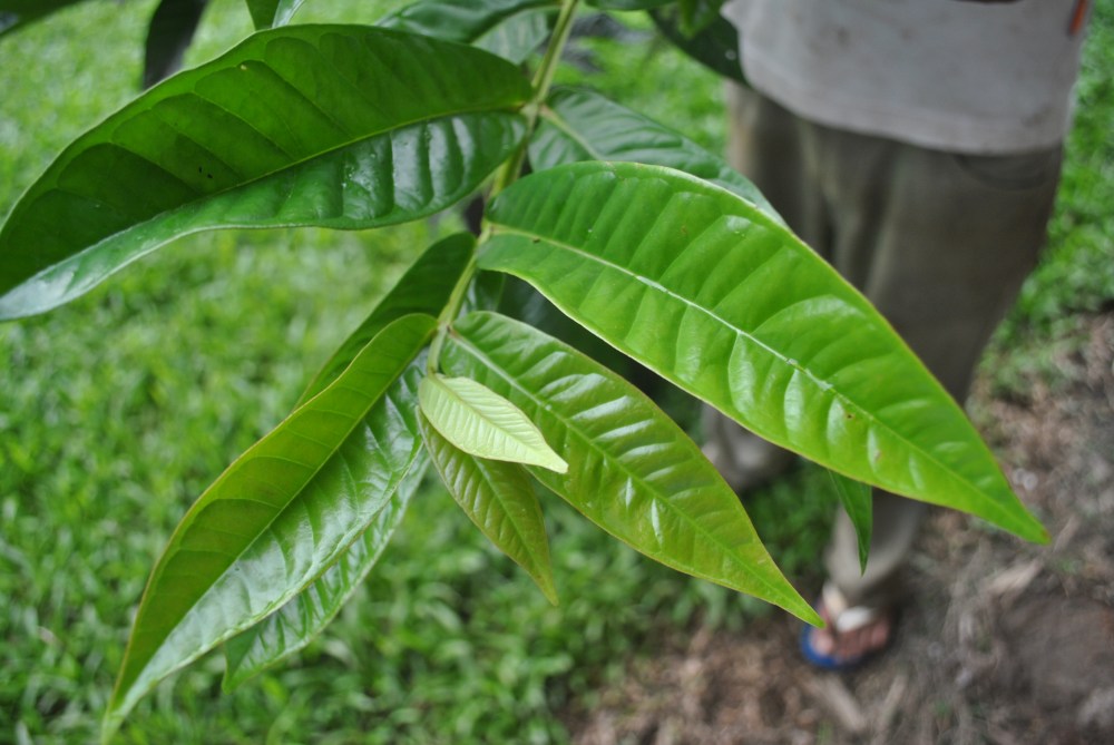baligang leaves | Cainta Plant Nursery