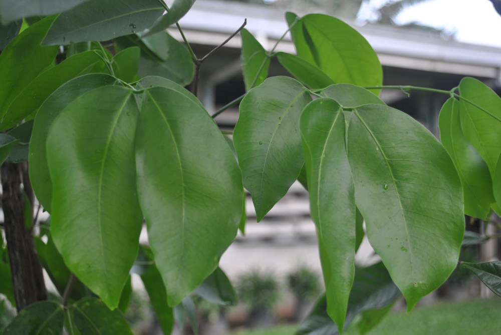ipil leaves | Cainta Plant Nursery