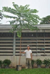 Kalantas | Cainta Plant Nursery