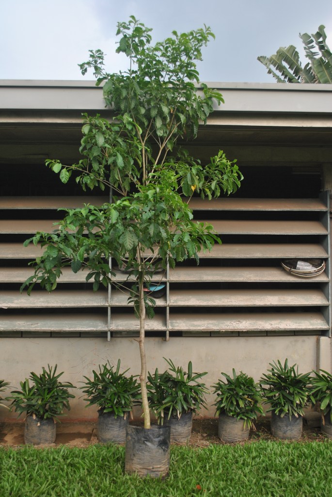 lamog1 | Cainta Plant Nursery