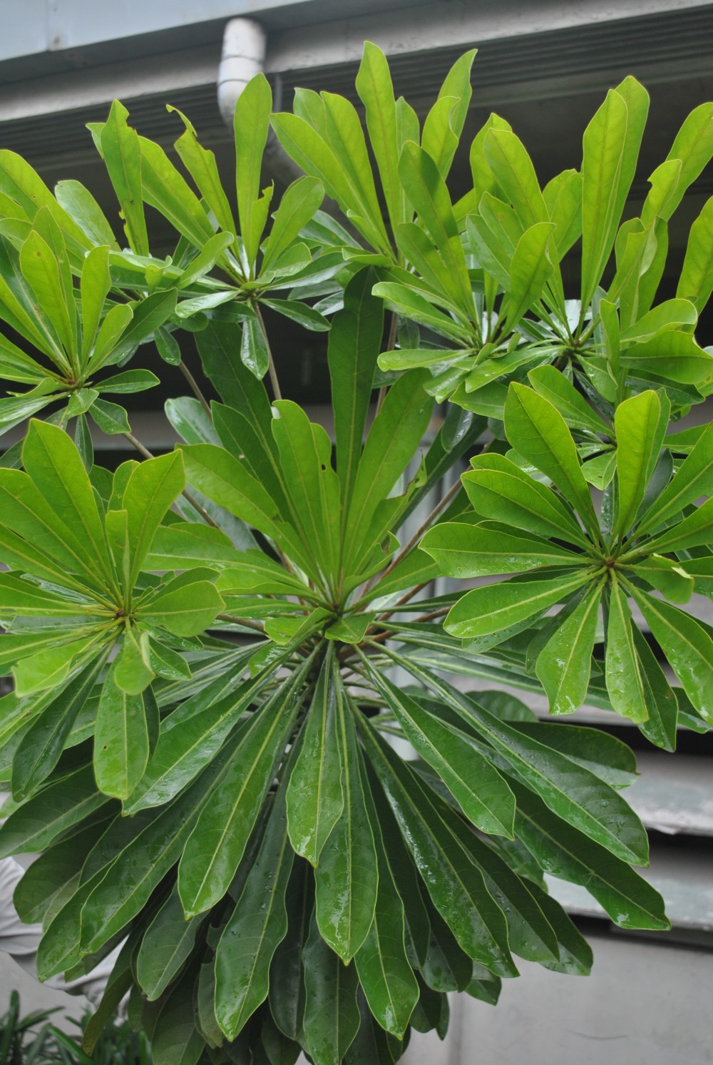 malaputat leaves | Cainta Plant Nursery