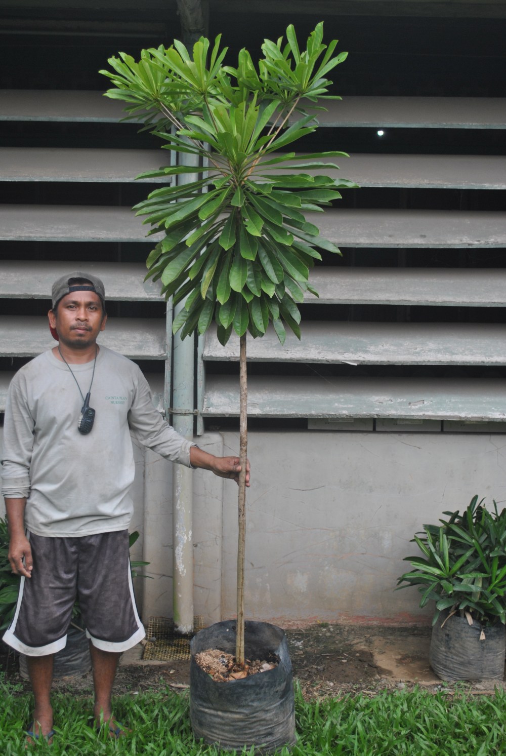 malaputat 2 | Cainta Plant Nursery