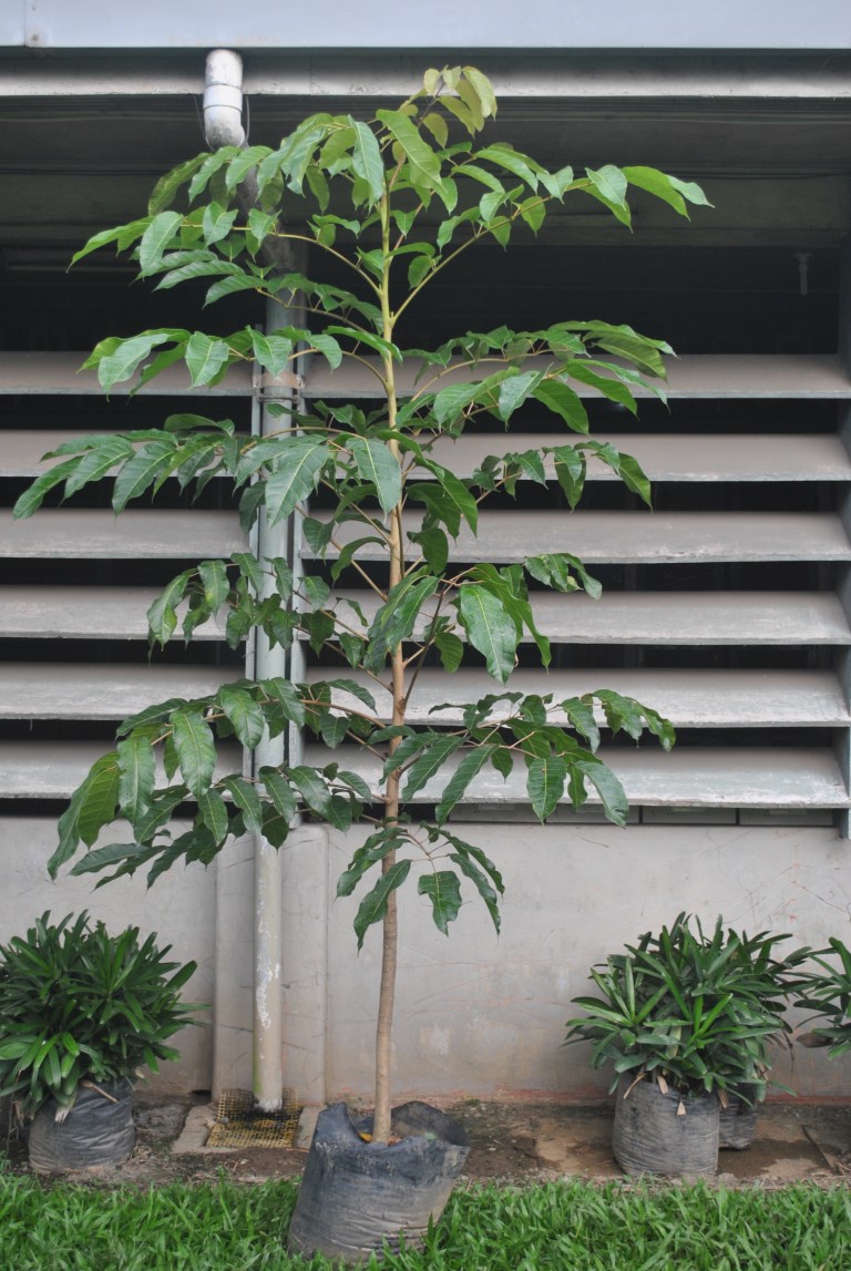 pili1 | Cainta Plant Nursery