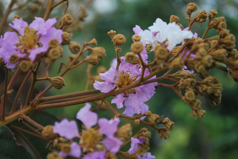 Cainta Plant Nursery | For Your Tree Planting Projects, Landscaping ...