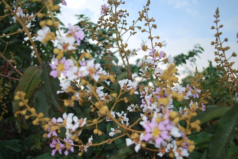 Red Banaba flowers 34 | Cainta Plant Nursery
