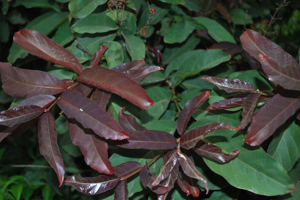 red banaba4 | Cainta Plant Nursery