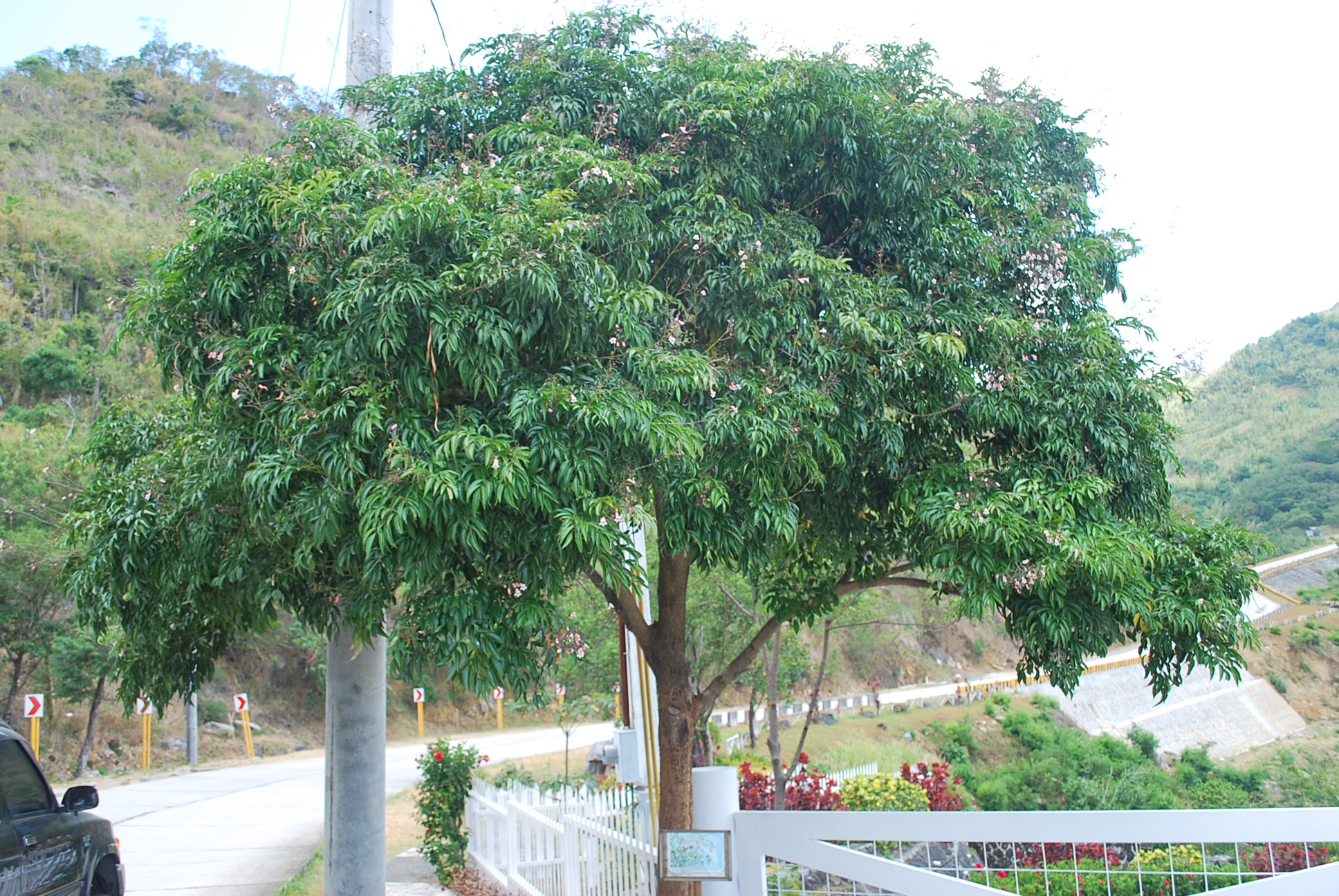 Red Tabebuia | Cainta Plant Nursery