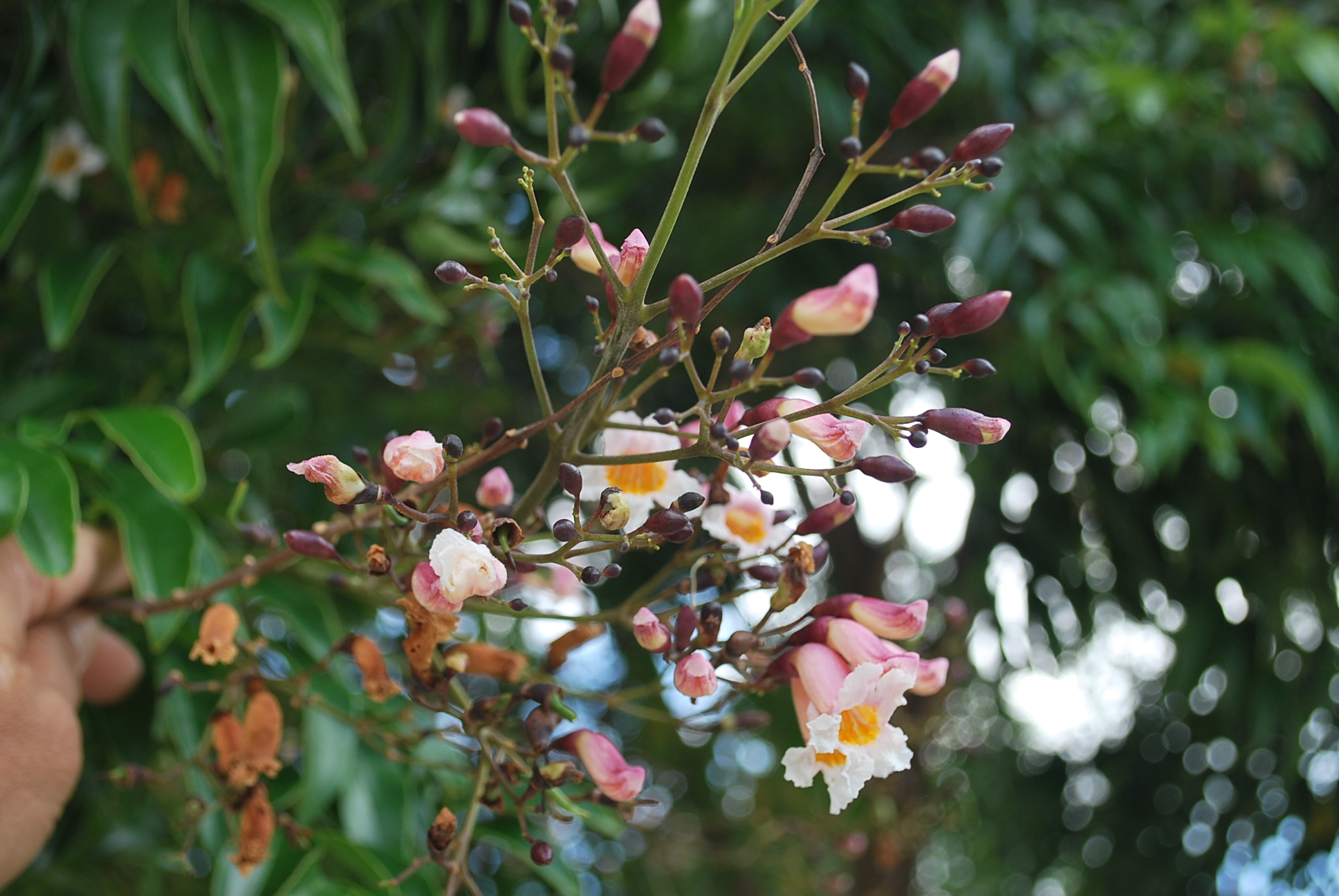 Red Tabebuia | Cainta Plant Nursery
