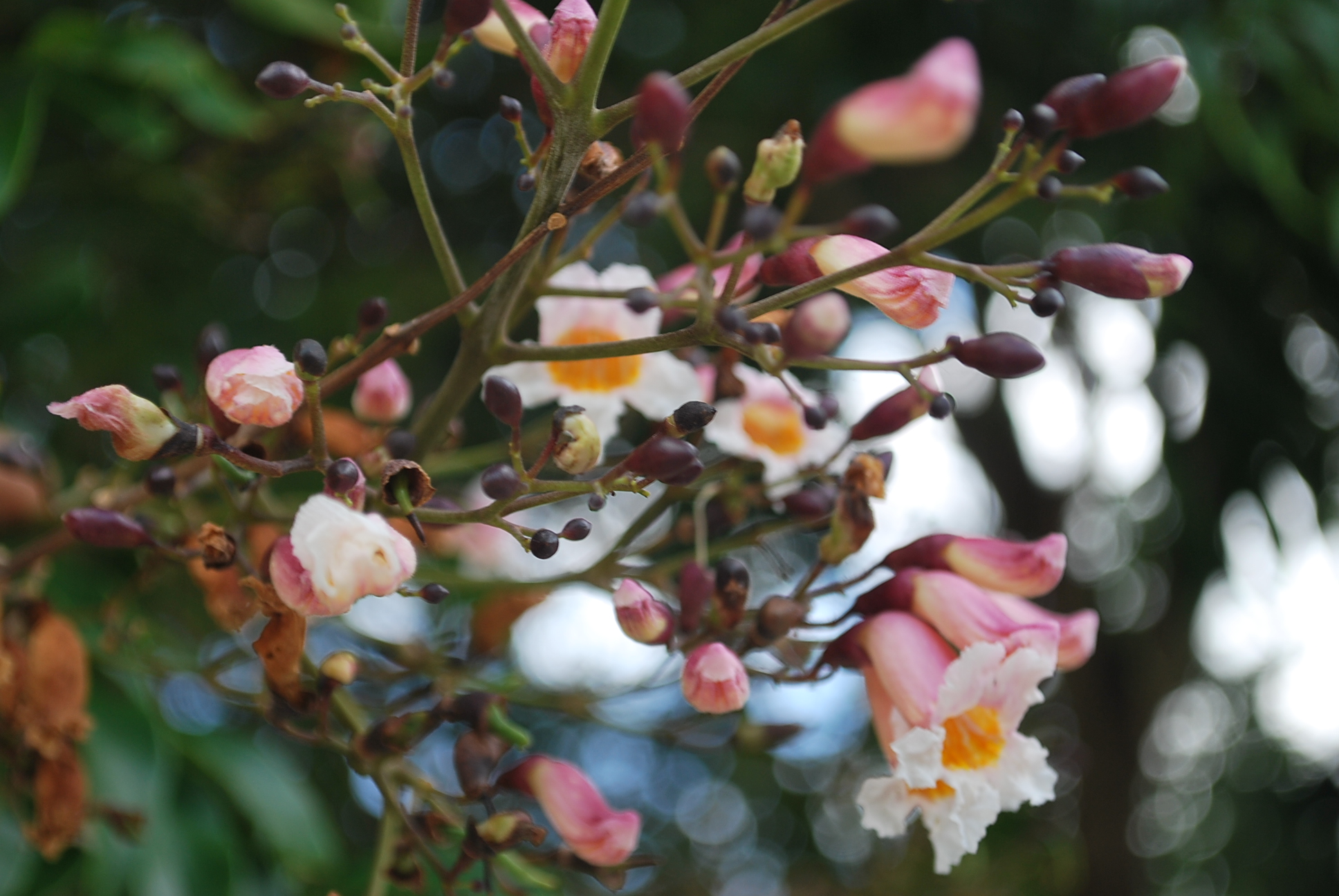 Red Tabebuia | Cainta Plant Nursery
