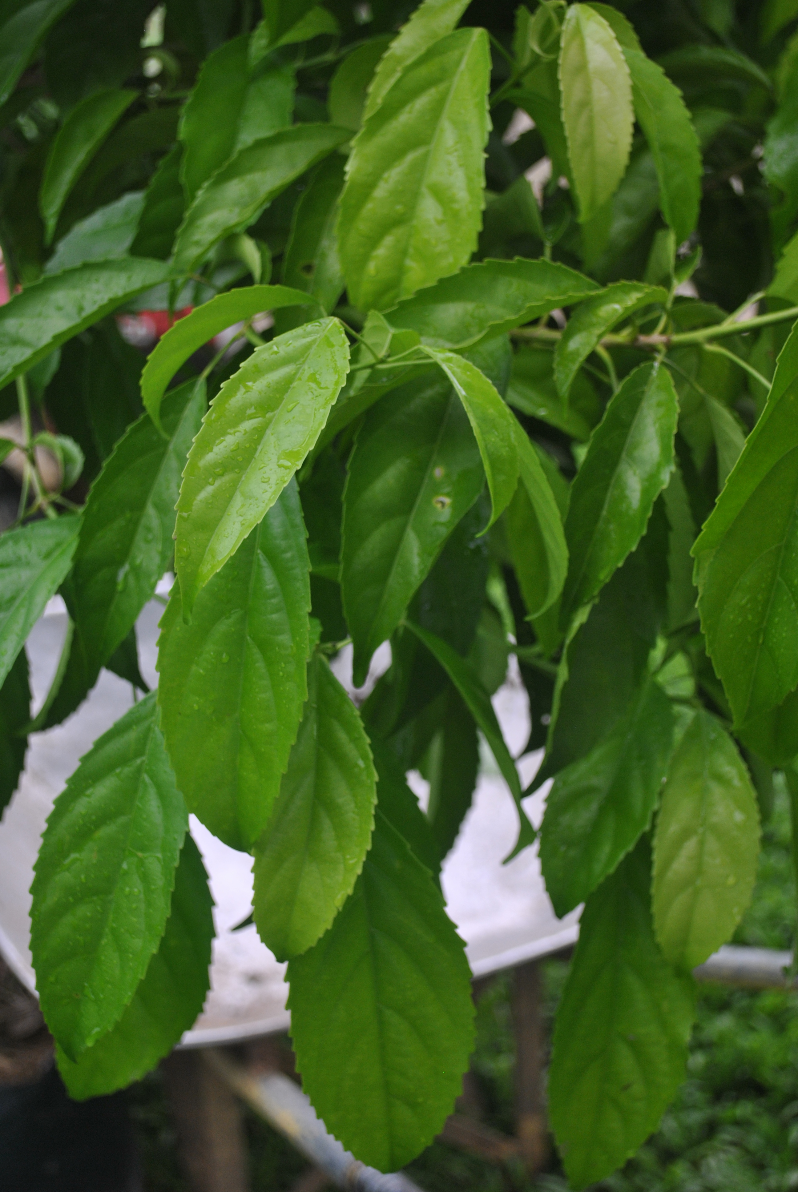 Santiki Paitan | Cainta Plant Nursery