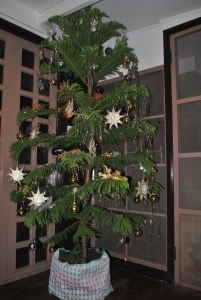 Philippine Indigenous Plants | Cainta Plant Nursery