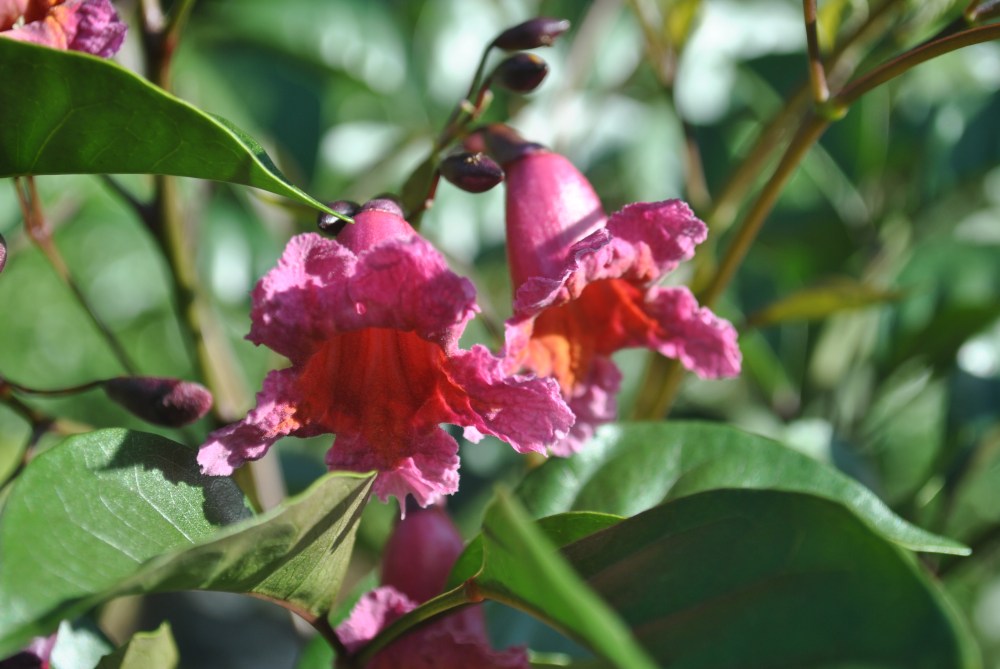 Cainta Plant Nursery | For Your Tree Planting Projects, Landscaping ...