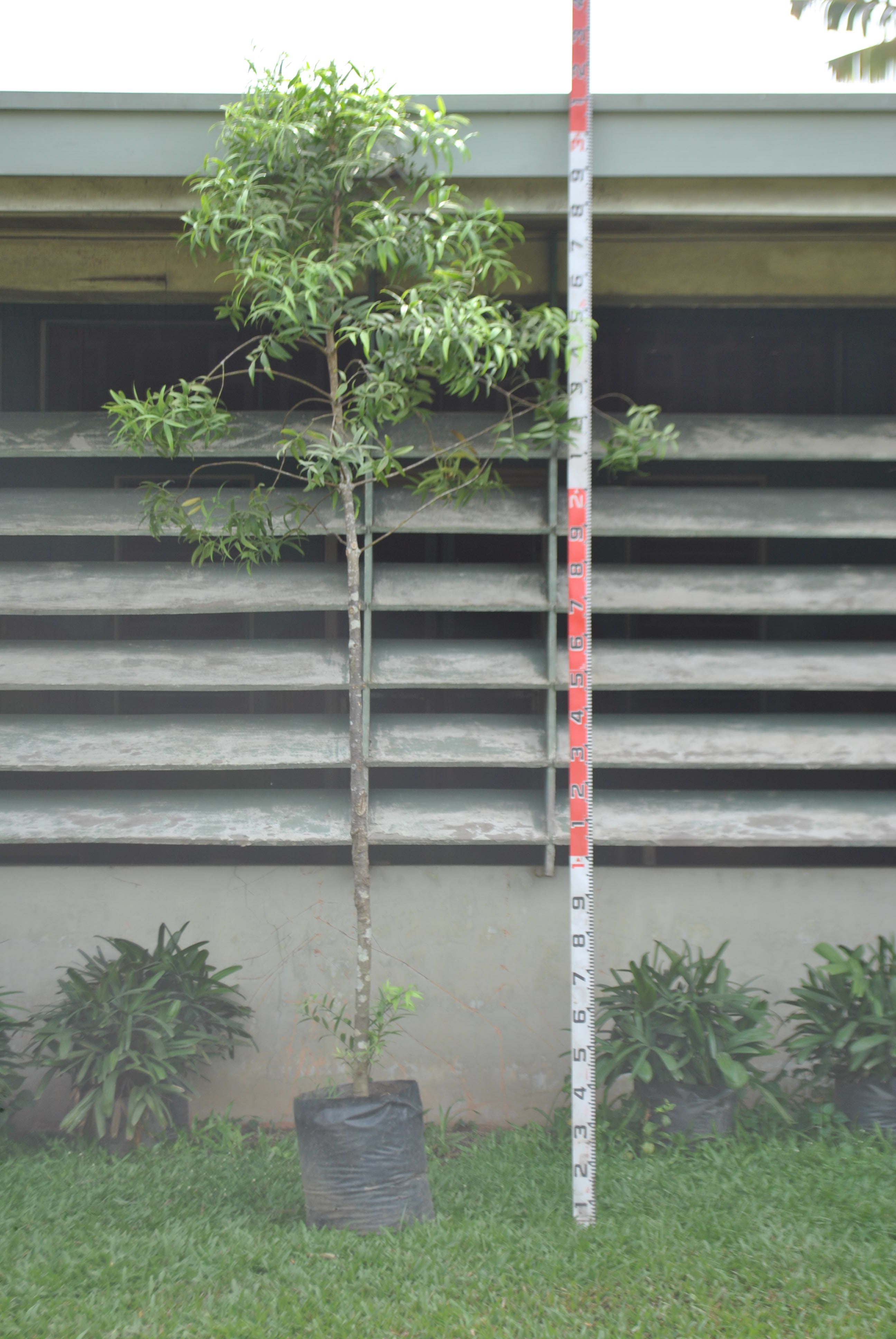 Almaciga | Cainta Plant Nursery