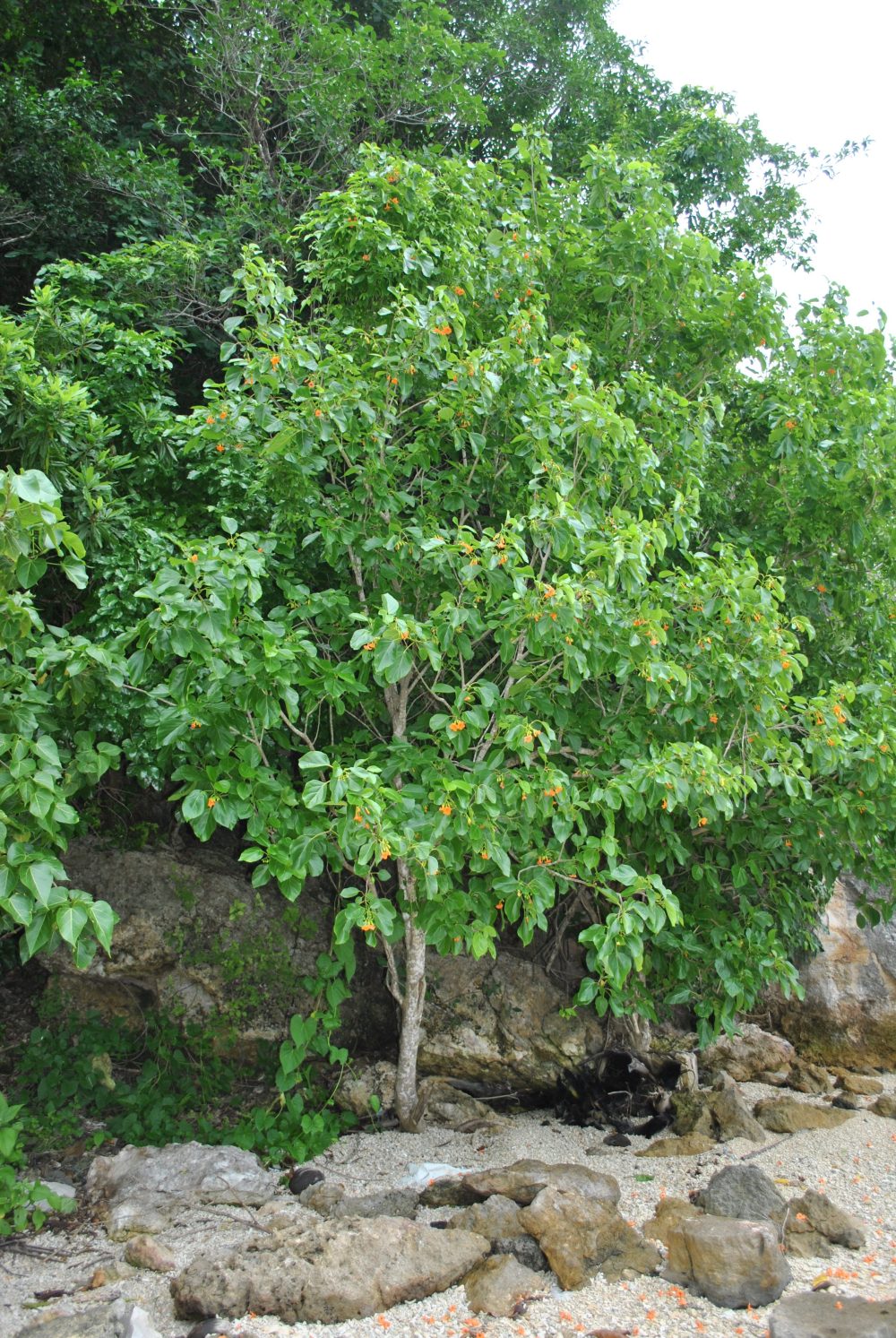 Balu (2) | Cainta Plant Nursery