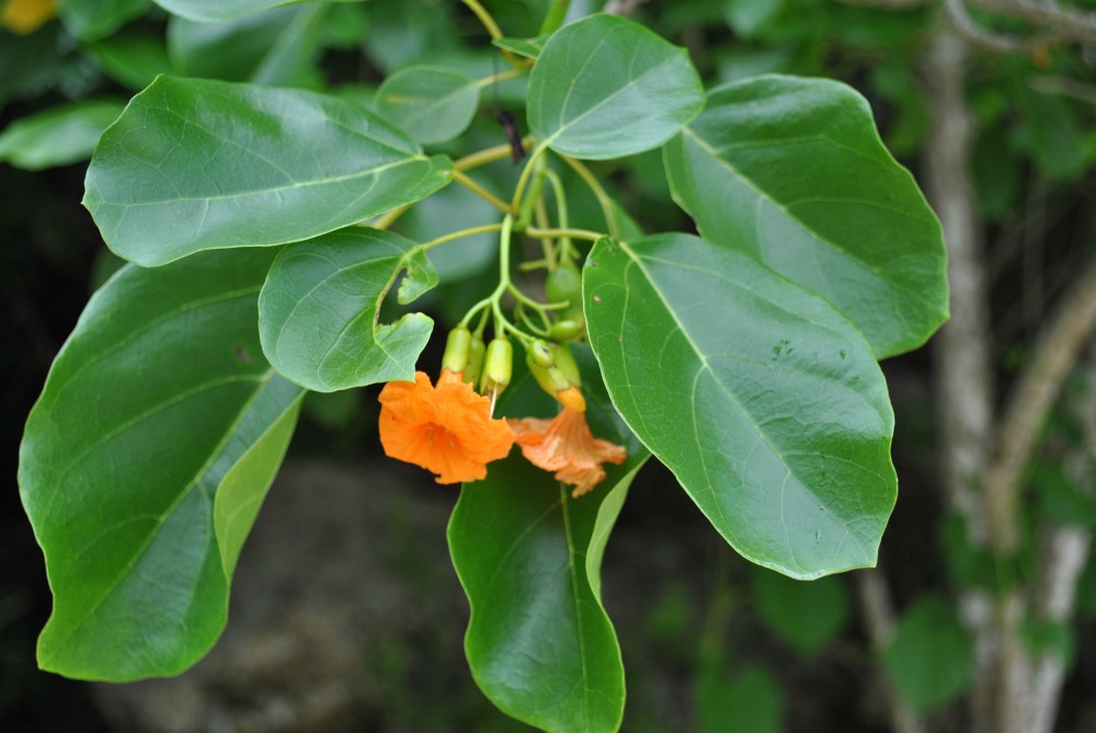 Balu Flowers (2) | Cainta Plant Nursery