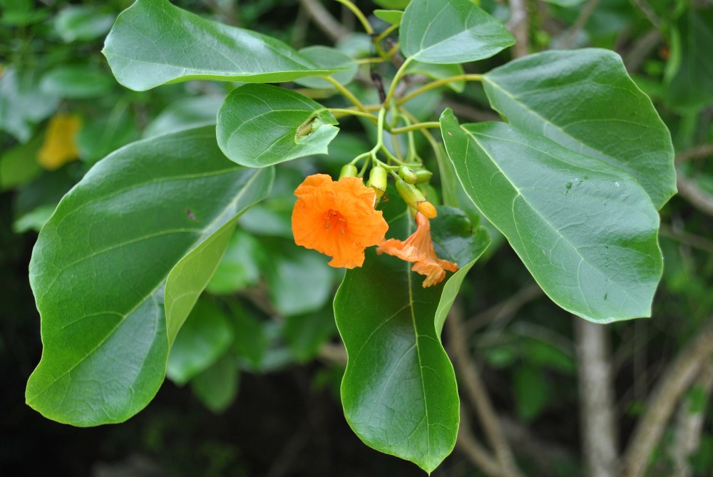 Balu Flowers (3) | Cainta Plant Nursery